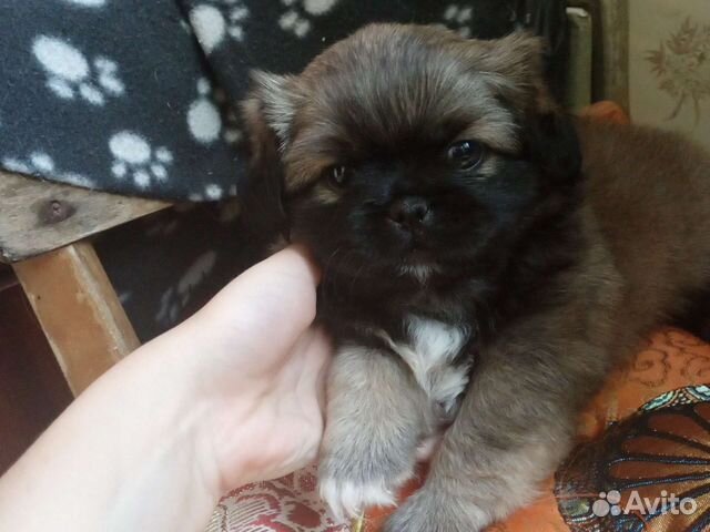 Щенок пикенес