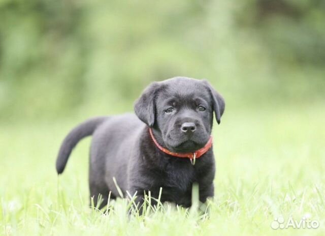 Щенки лабрадора