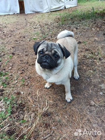 Мопс бесплатно