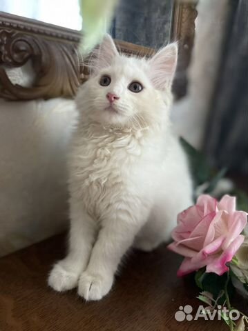 Котенок метис Турецкая ангора