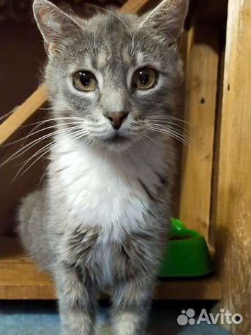 Кошка чудо - подарок судьбы