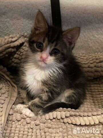 Цезарь ищет дом