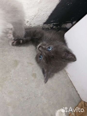 Котята в добрые руки даром