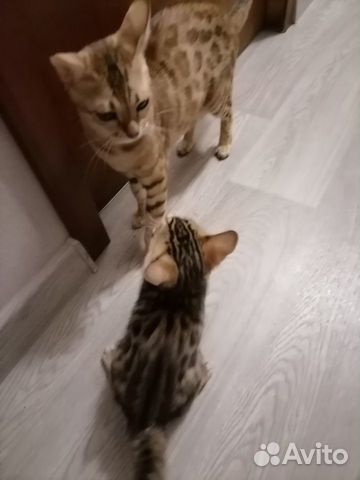 Котенок бенгал