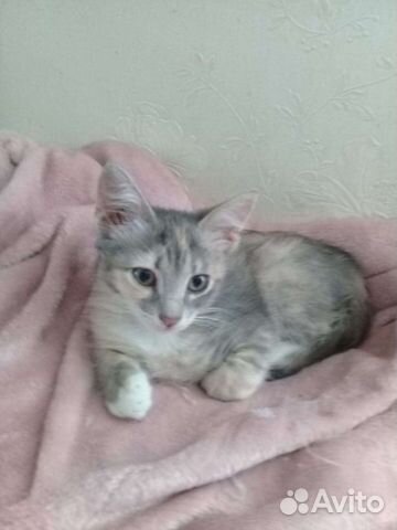 Будущая мышеловка Клёпа