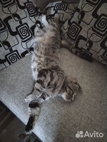 Кошка в дар