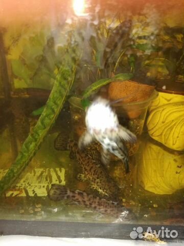 Рыба. Сом таракатум