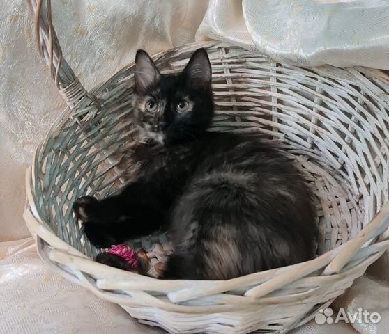 Смешной и игривый Котенок девочка в дар