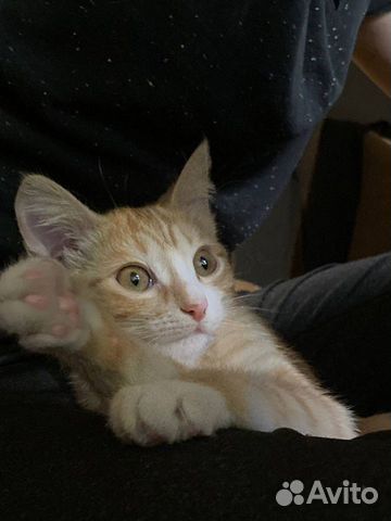Отдадим котенка (3мес) в добрые руки с лотком, кор