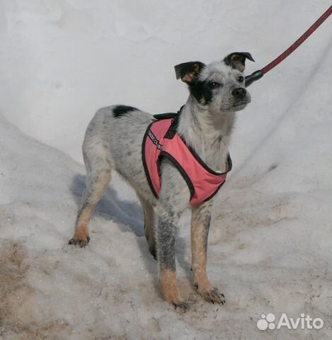 Щенок метис