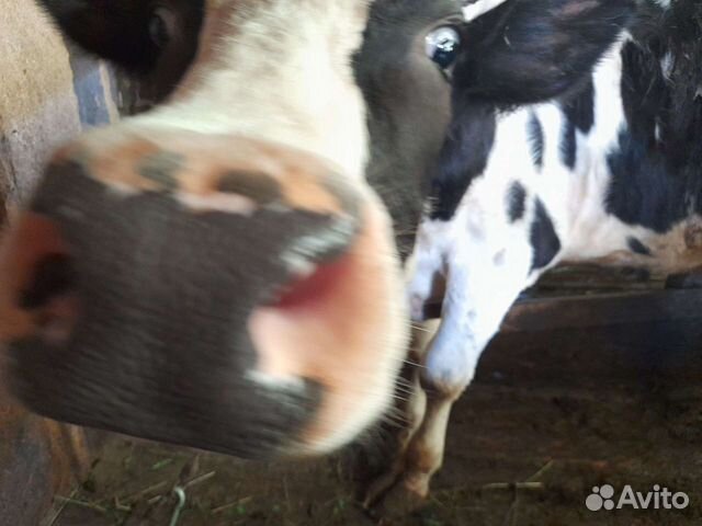 Телка super голштифриз