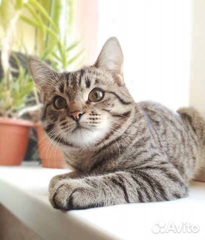 Молодого котика в новую семью