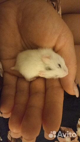 Джунгарский хомяк маленький