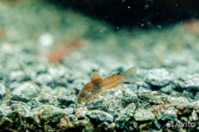 Сомы коридорас золотистые