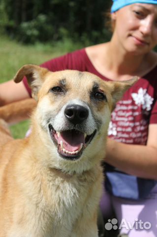 Собака-улыбака ждёт тебя в приюте. шейла