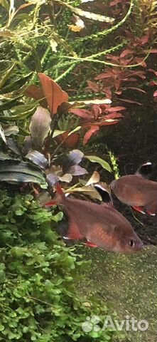 Орнатус бесплатно