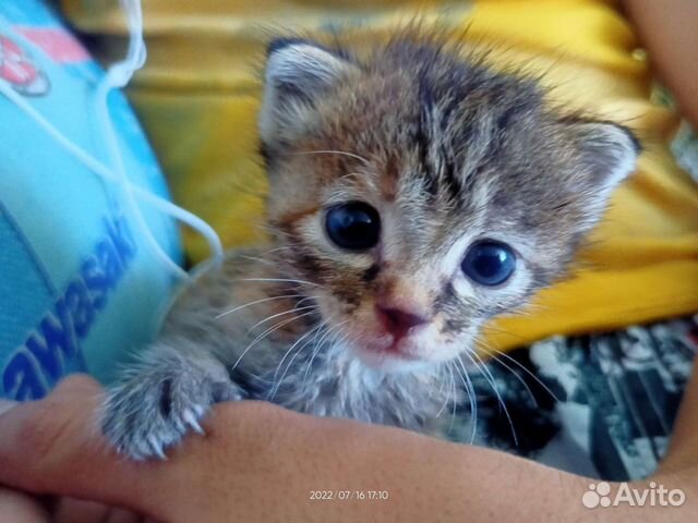 Котенок, девочка- бесплатно