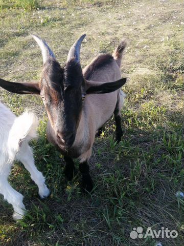 Козлик чех, меняю на козочку или продам