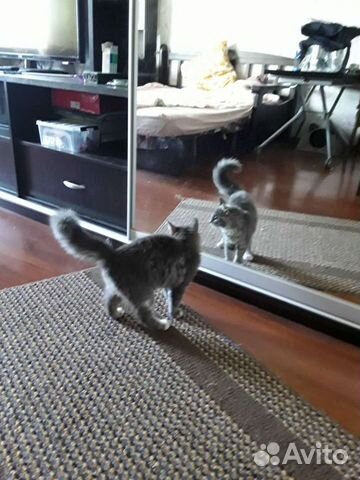 Отдам котенка в добрые руки