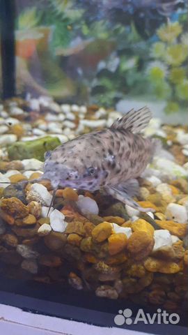 Сомы Анциструс, таракатум всего 3 шт