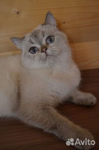 Шотландская прямоухая кошечка