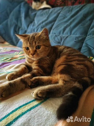 Кошечка Инесса