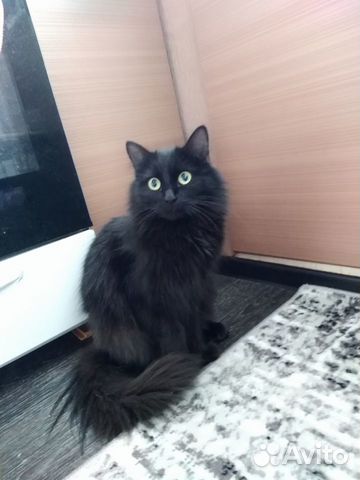 Кошечка в добрые руки