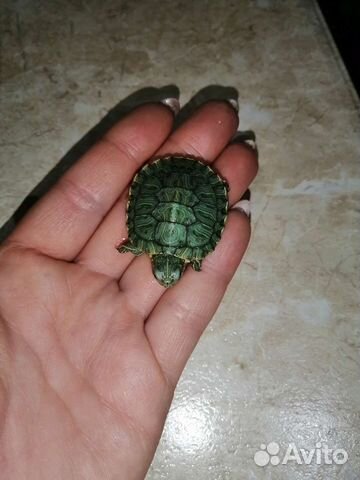 Красноухая черепаха бесплатно