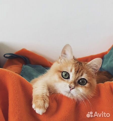 Золотая шиншилла ny 12 красный золотой