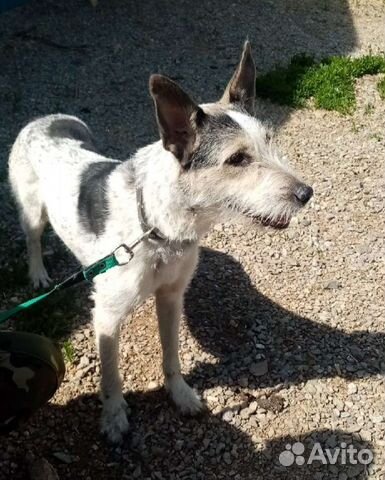 Собака в добрые руки отдам бесплатно