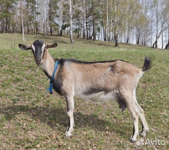 Дойная коза