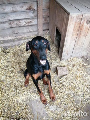 Доберман в дар