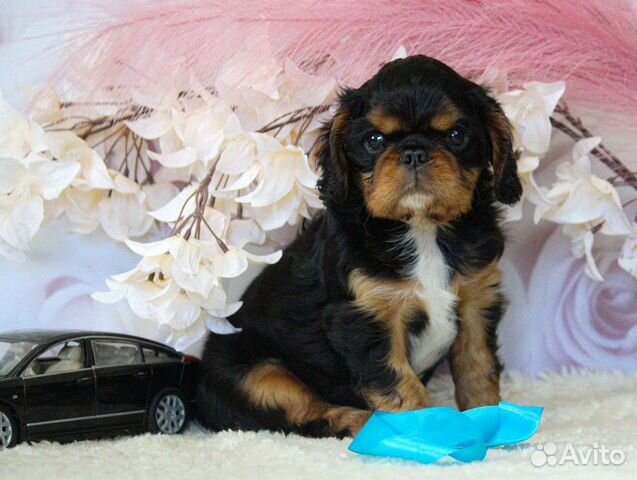 Кинг чарльз спаниель (не кавалер)