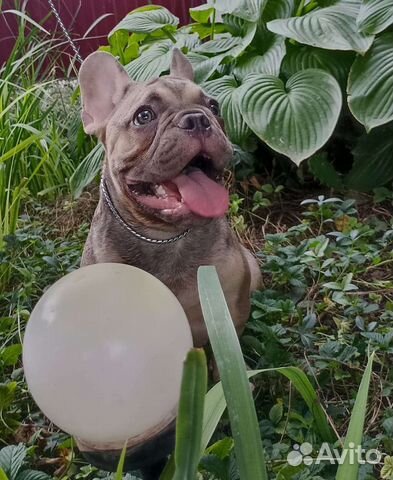 Французы. Цветные окрасы