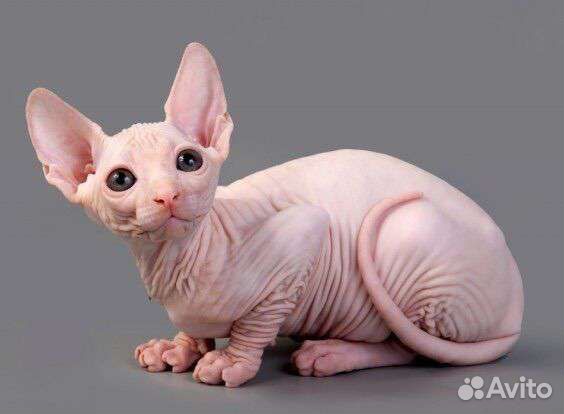 Котёнок сфинкс