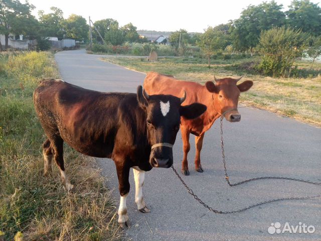 Тёлочки годовалые