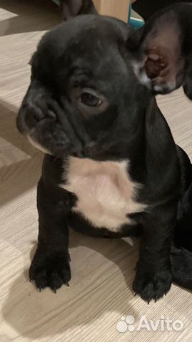 Французский бульдог