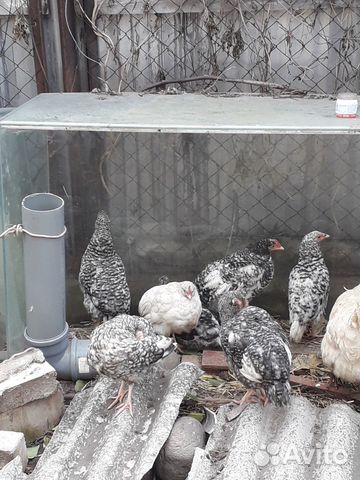 Продаю кур несушек 4,5 мес