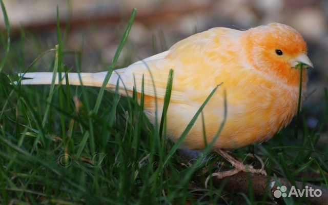 Кенар оранжевый