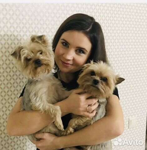 Йоркширский терьер