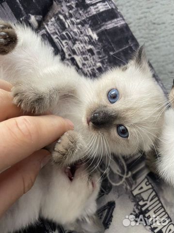 Тайские котята