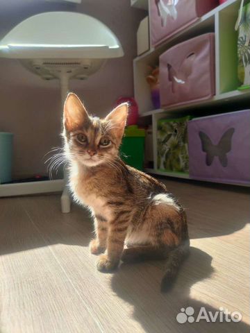 Маленькая кошечка ангелочек в добрые руки