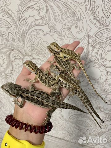 Бородатая агама