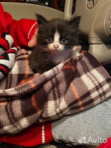 Котята в добрые руки бесплатно