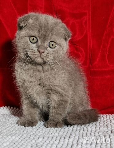 Лиловый вислоухий