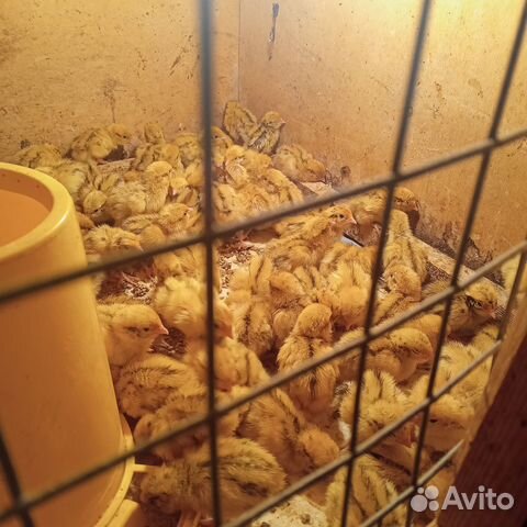 Золотистый феникс(перепела)