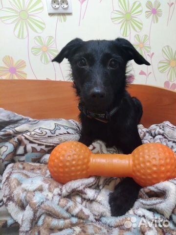 Собака в хорошие руки