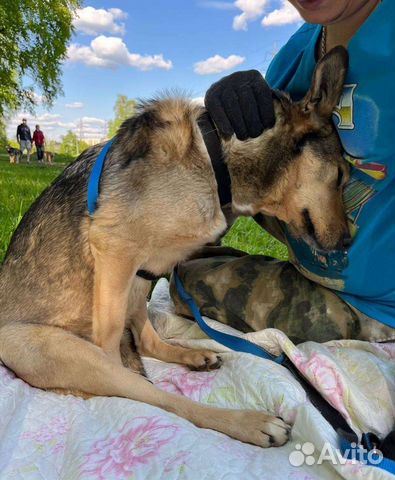 Помогите больной собаке найти дом