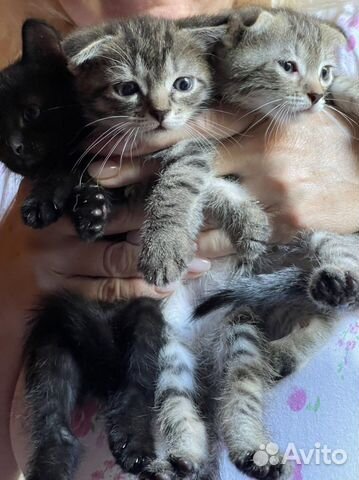 Вислоухие котята в добрые руки