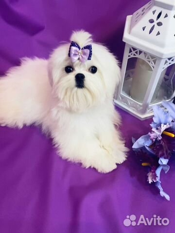 Кукла Очень красивая Девочка мальтезе 5 мес